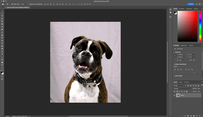 Convert to vector image in Photoshop: the tutorial! | Oppaca